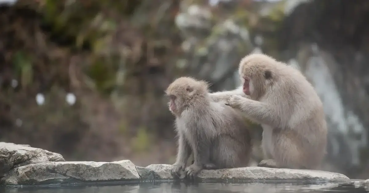 Two Perspectives on Animal Morality | Adam M. Willows